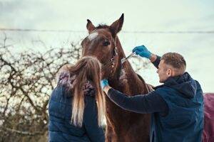 When and How to Administer Banamine to Horses Safely?
